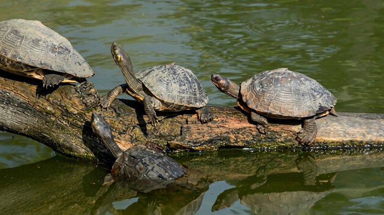 World Turtle Day: Assam home to 21 of India's 31 turtle species; govt ...