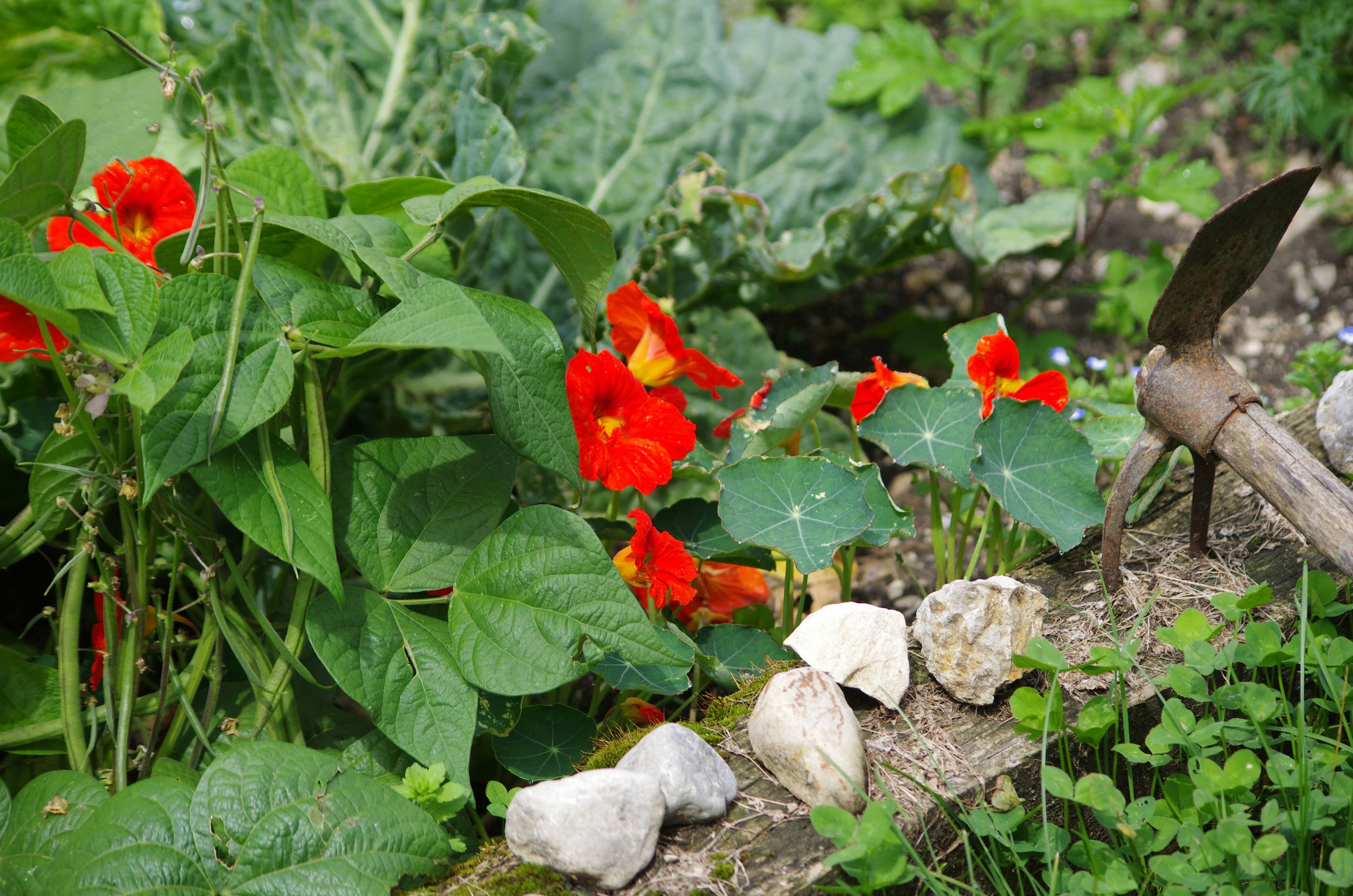 Geen slakkenkorrels nodig: zet deze eetbare bloem dit voorjaar naast je ...
