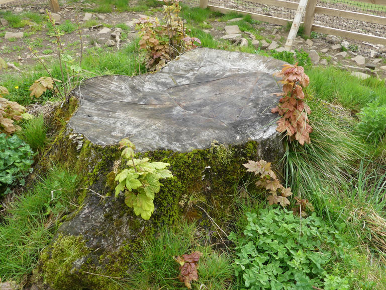 National Trust announces winner of Sycamore Gap artwork competition