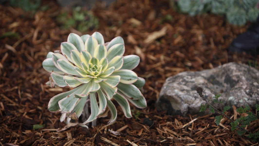 Succulent care tips every plant lover needs