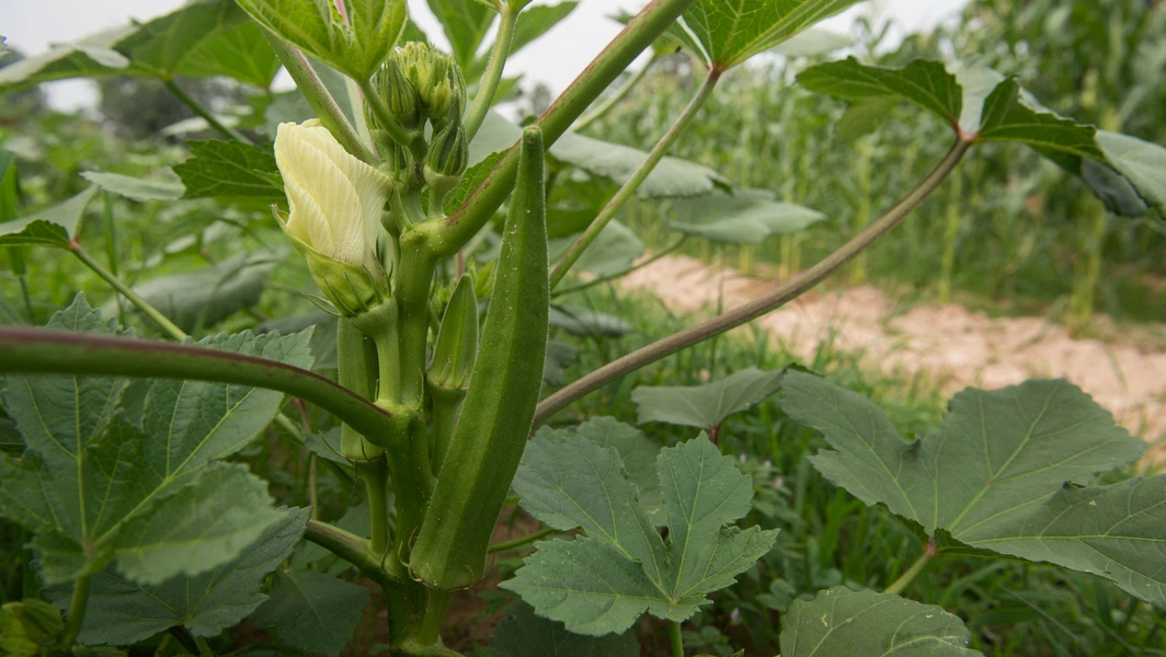 Okra love: from farm to fork