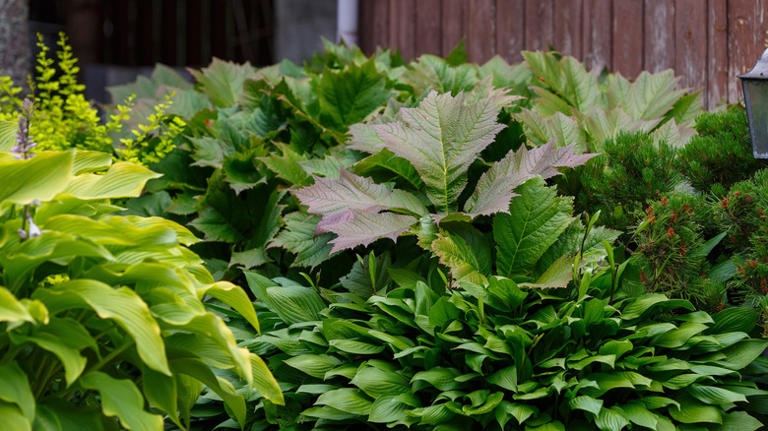 Attract butterflies and other pollinators with a hosta companion they ...