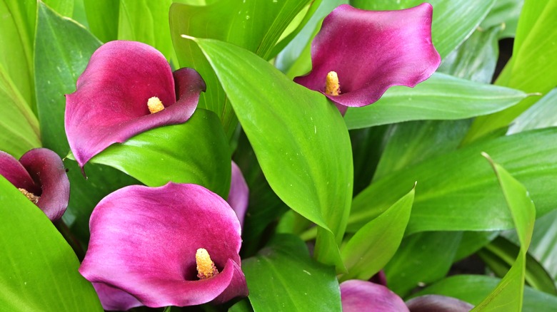 15 plants with pink flowers you can grow indoors