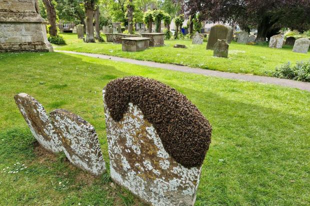 Swarm of bees relocated from gravestone in town