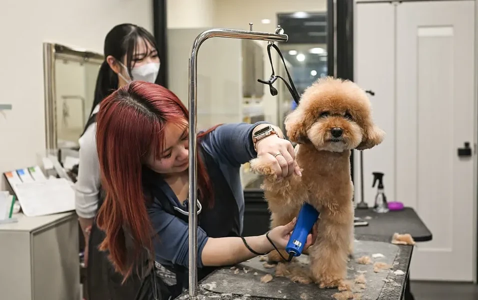 Keeping your dog healthy through grooming care