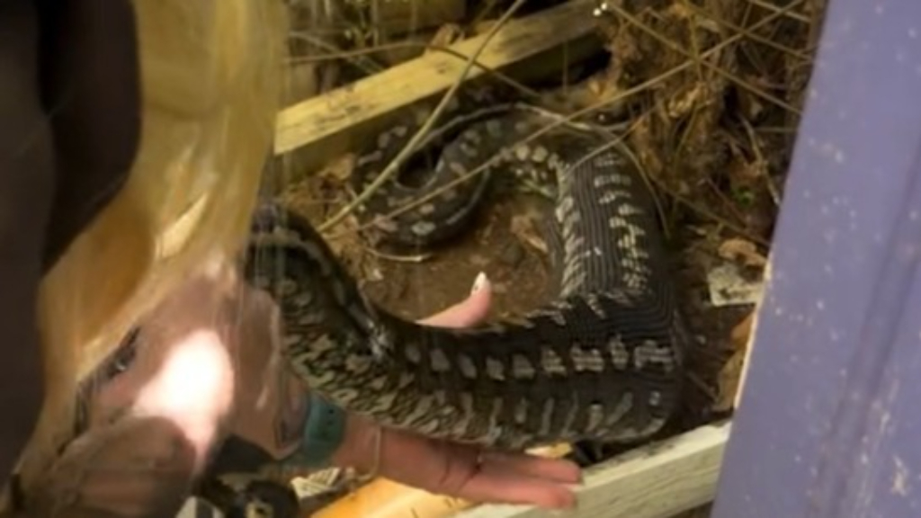 Snake catcher's heartbreak after python eats beloved family pet