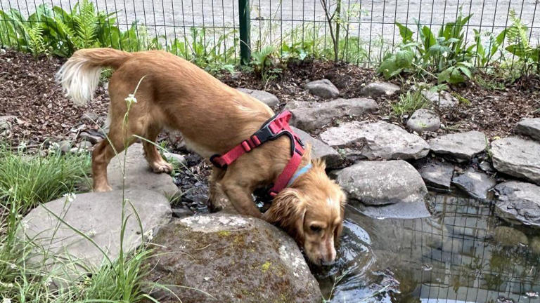 Battersea dogs enjoy ex-Chelsea Flower Show garden