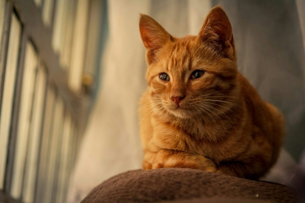 Why are orange cats genetically different from other pets?