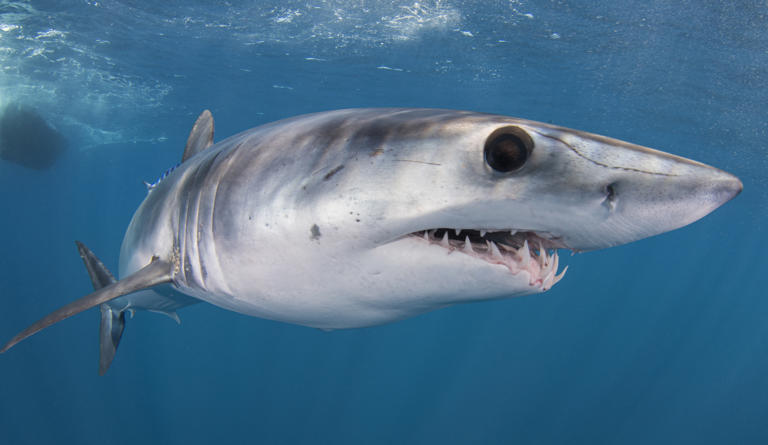 Can we out-swim a shark?