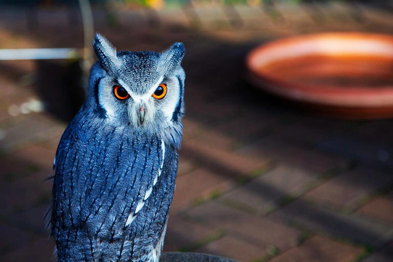 If an owl visits your home, here’s what it could mean