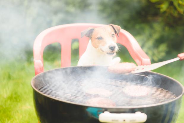 Wrexham vet's top tips to keep pets safe in BBQ season