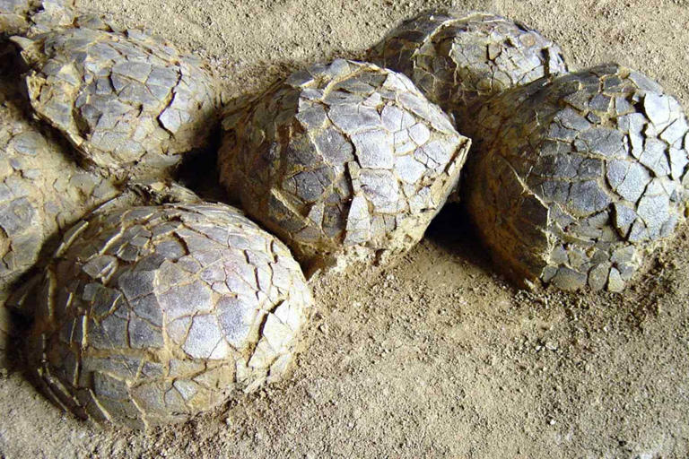 72-million-year-old dinosaur eggs the size of small melons found in ...