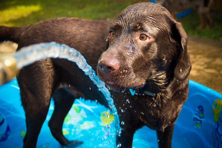 RSPCA warns dog owners against 'damp towel' mistake in hot weather