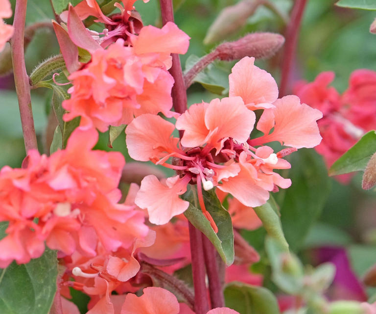 7 unusual wildflowers to plant in May – for a whimsical display until fall