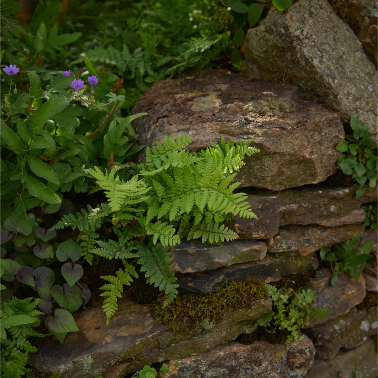 Pocket woodlands are the secret to transforming shady garden corners ...