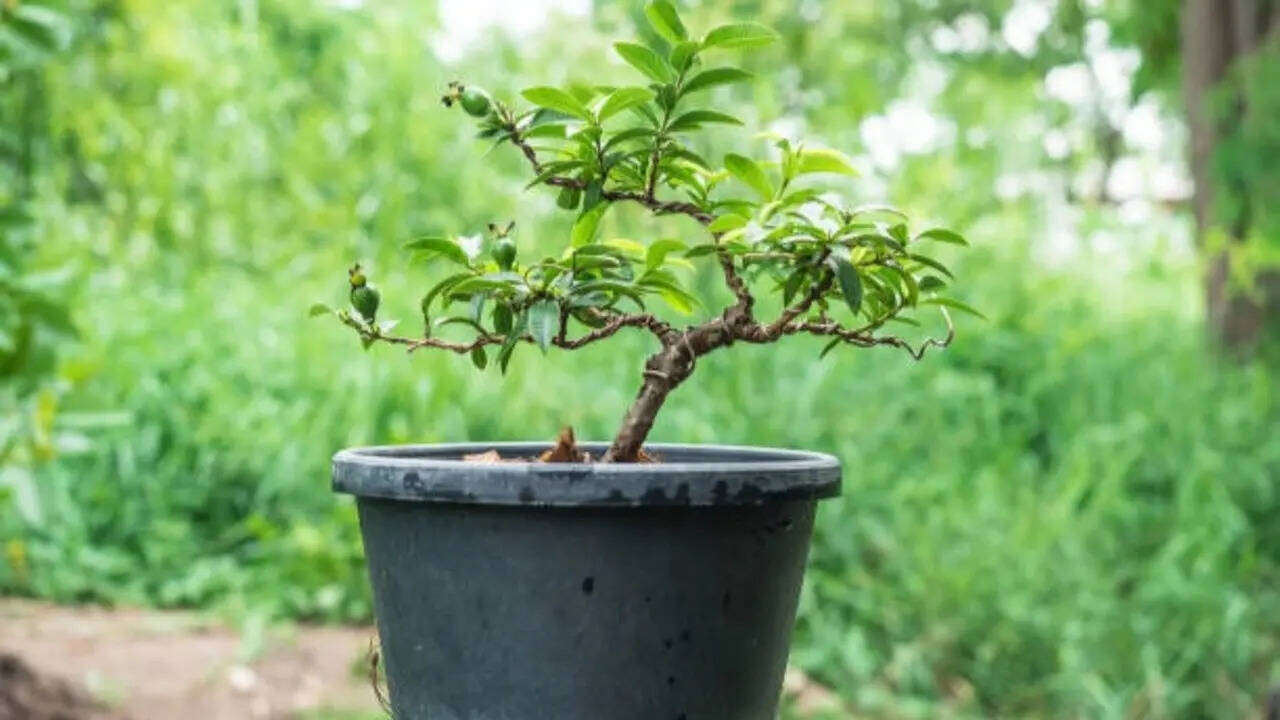 How to grow guava plant in a pot in your balcony