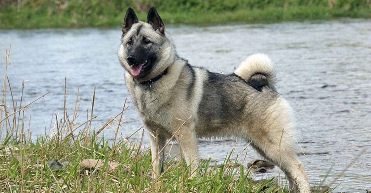 12 breathtaking northern dog breeds with looks straight out of the ...