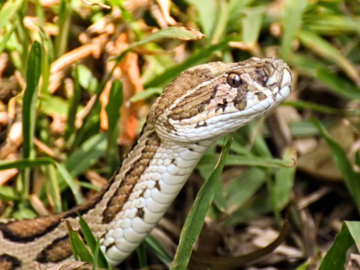 6 most venomous snakes found in India