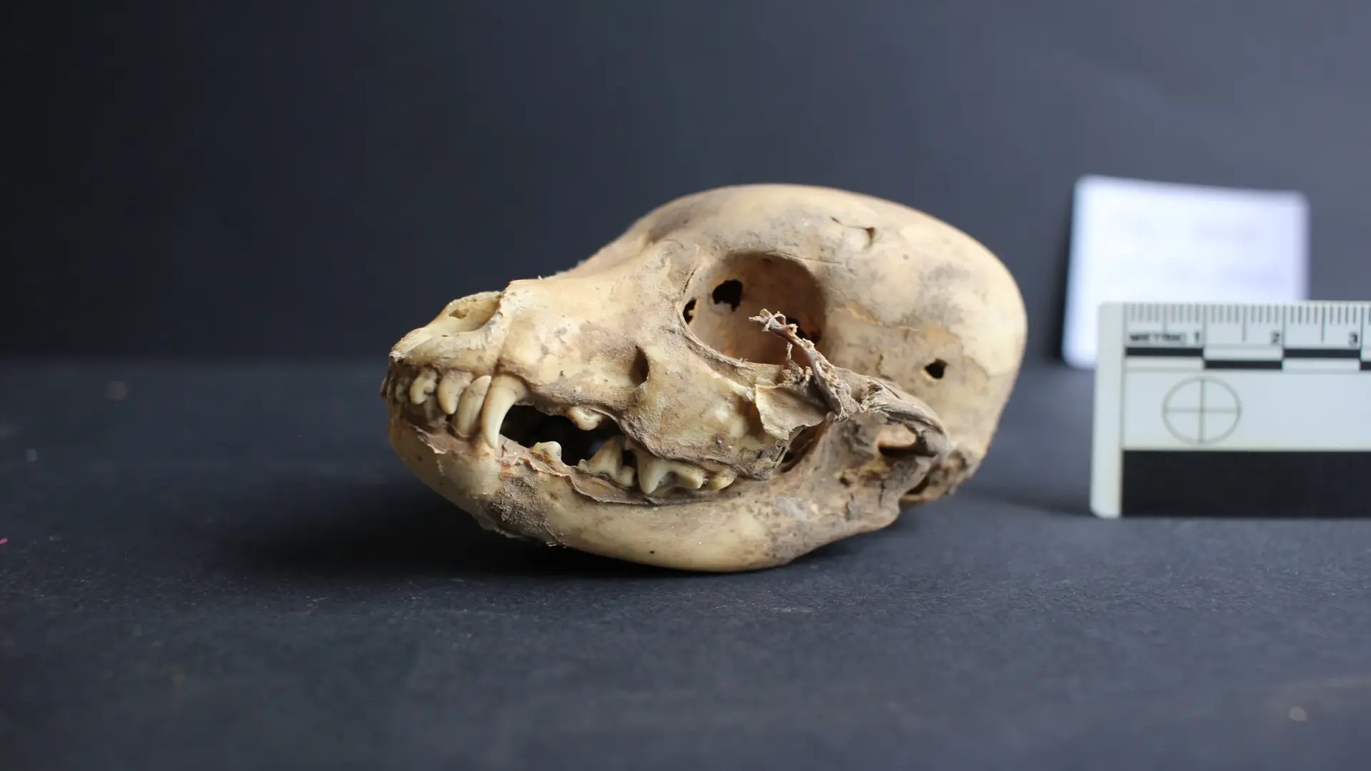 First physical evidence of legendary Peruvian hairless dogs found in ...