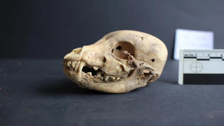 First physical evidence of legendary Peruvian hairless dogs found in ...