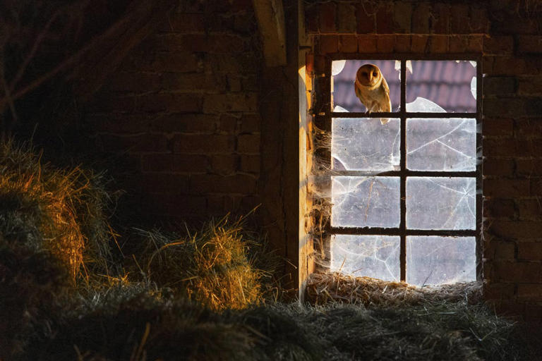 If an owl visits your home, here’s what it could mean