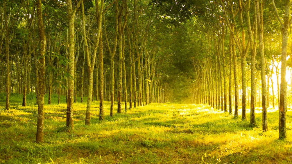 Rubber plant care made simple for lush growth