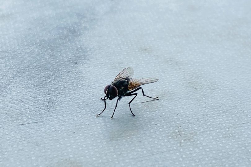 Flies will stay away from your home all summer if you place two natural ...