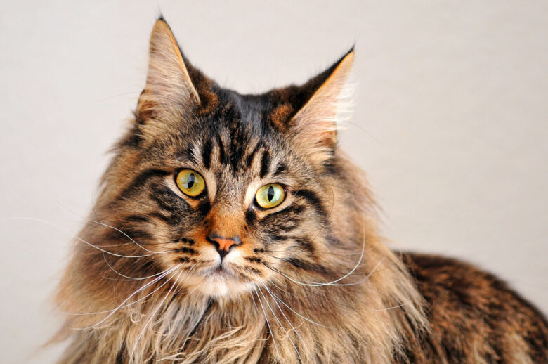 10 cat breeds that love to cuddle (yes, really)