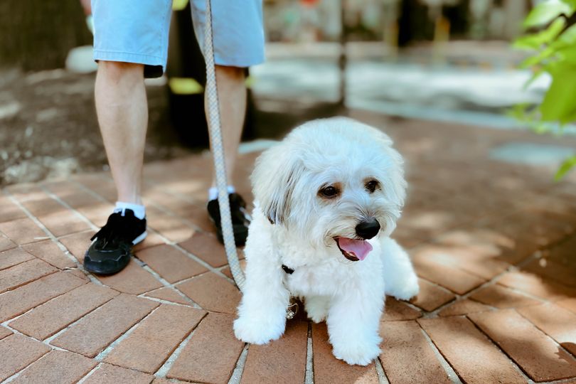 Dog owners urged to pack bandanas on walks this bank holiday weekend