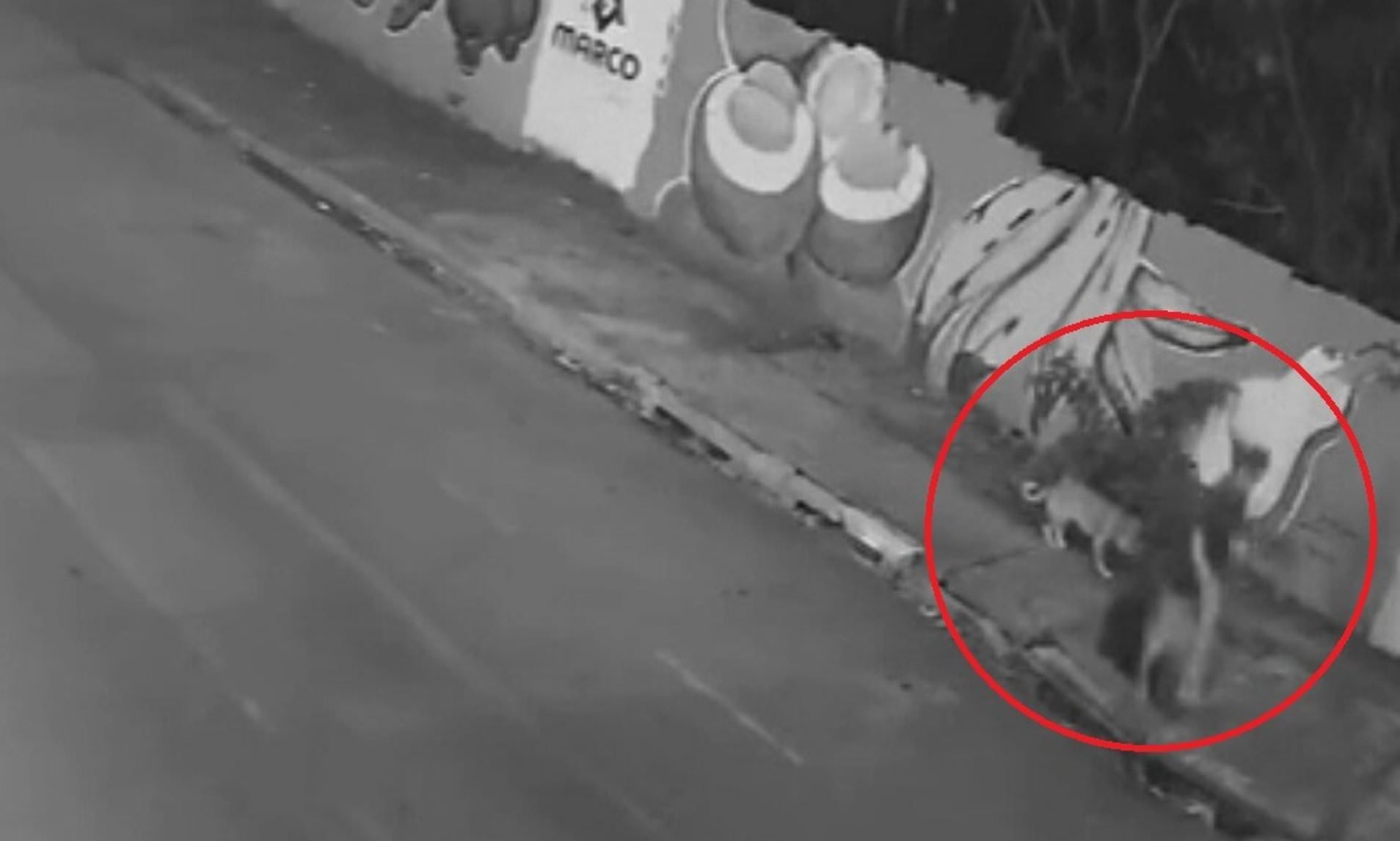 Moment woman walking her dog takes terrifying plunge down manhole in Brazil