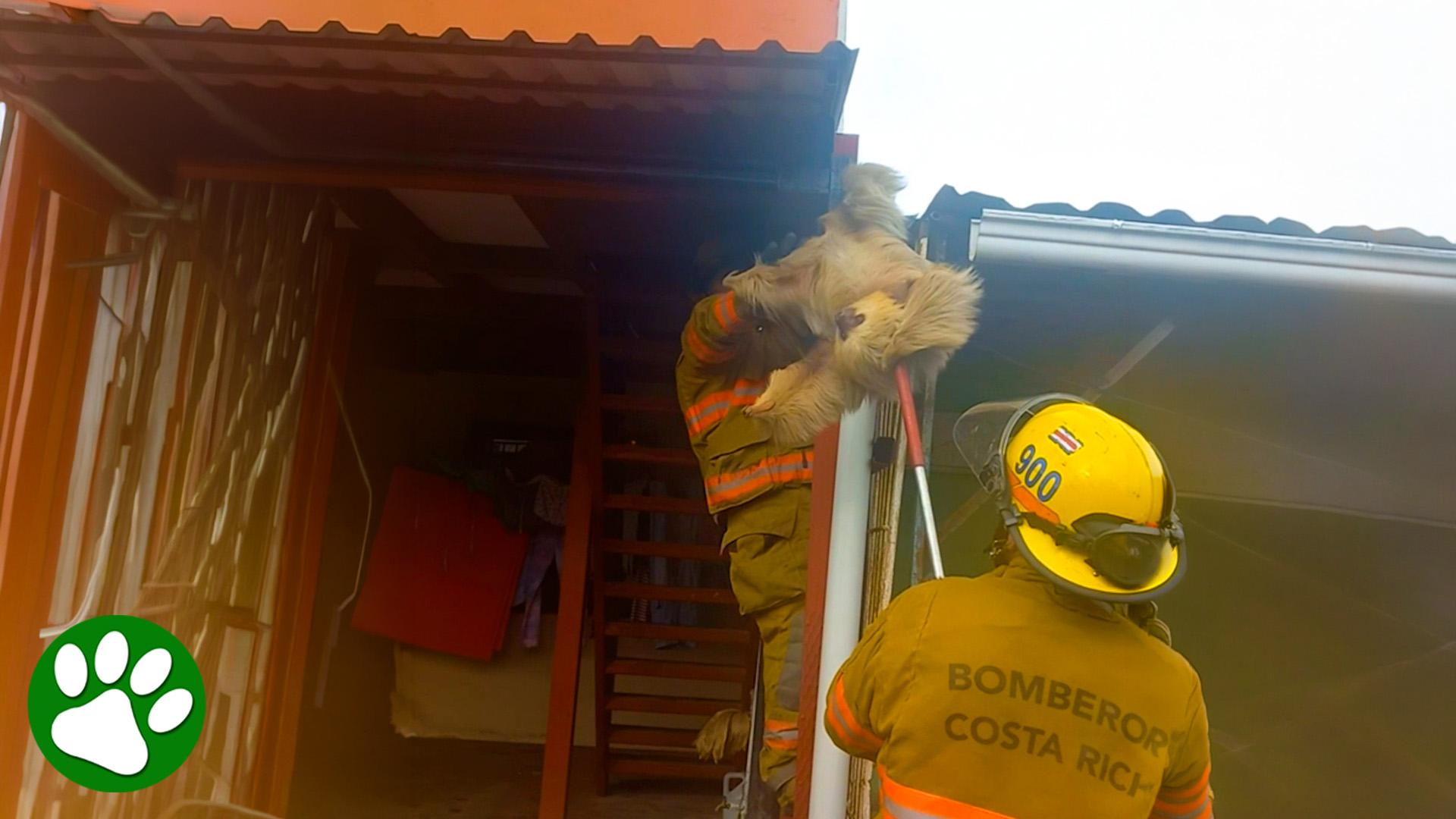 Firefighters rescue hairy creature from building