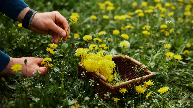 Turn simple dandelion stems into the cutest mini storage baskets