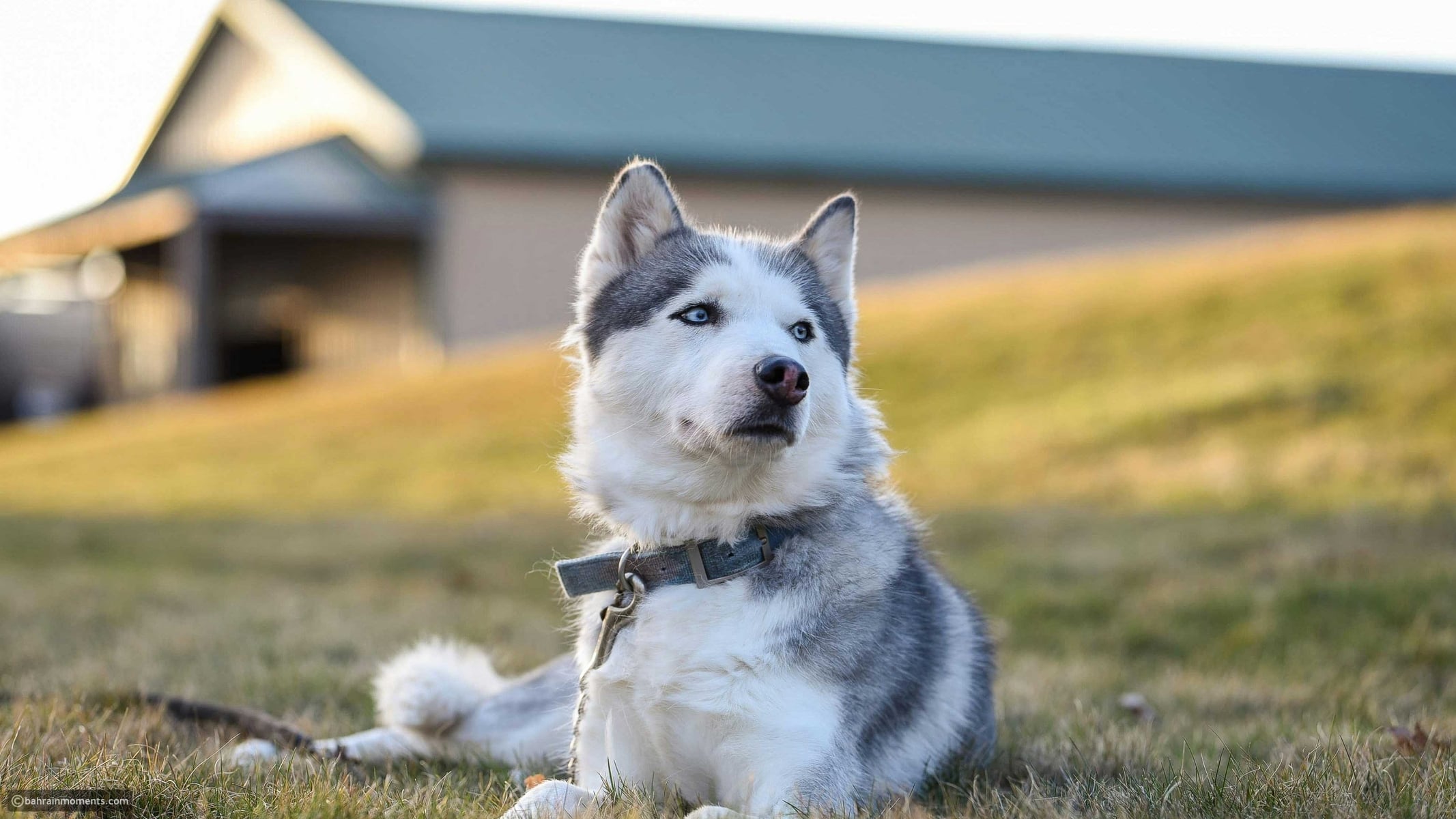 The dog breeds that would abandon you without a second thought