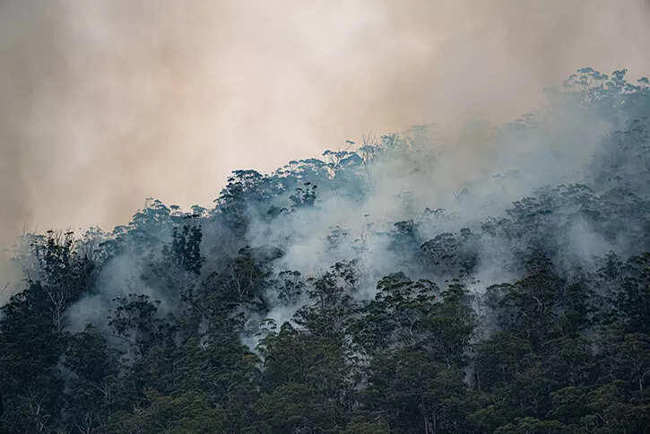 Climate change threatens global plant species as habitats shrink