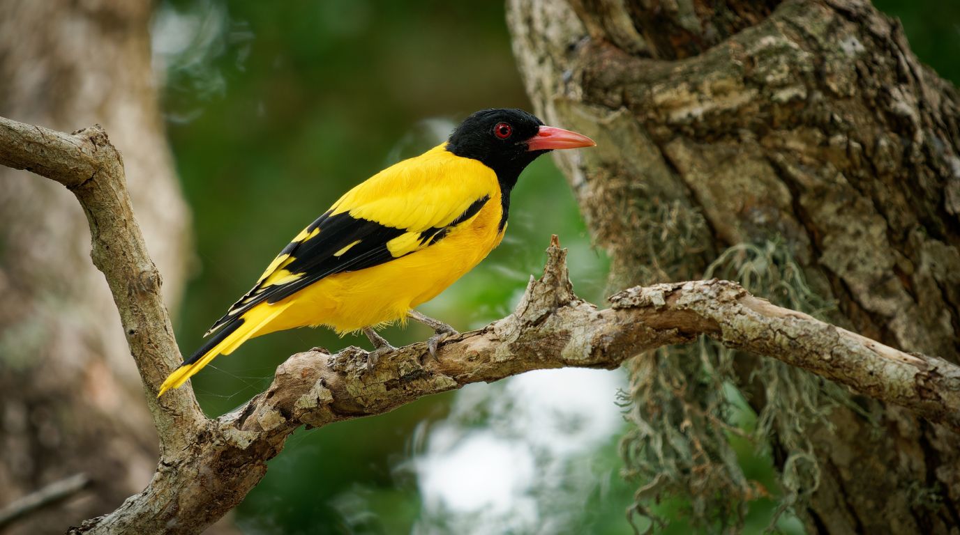 Loriot d'Europe : comment apercevoir ce sublime oiseau noir et or avant ...