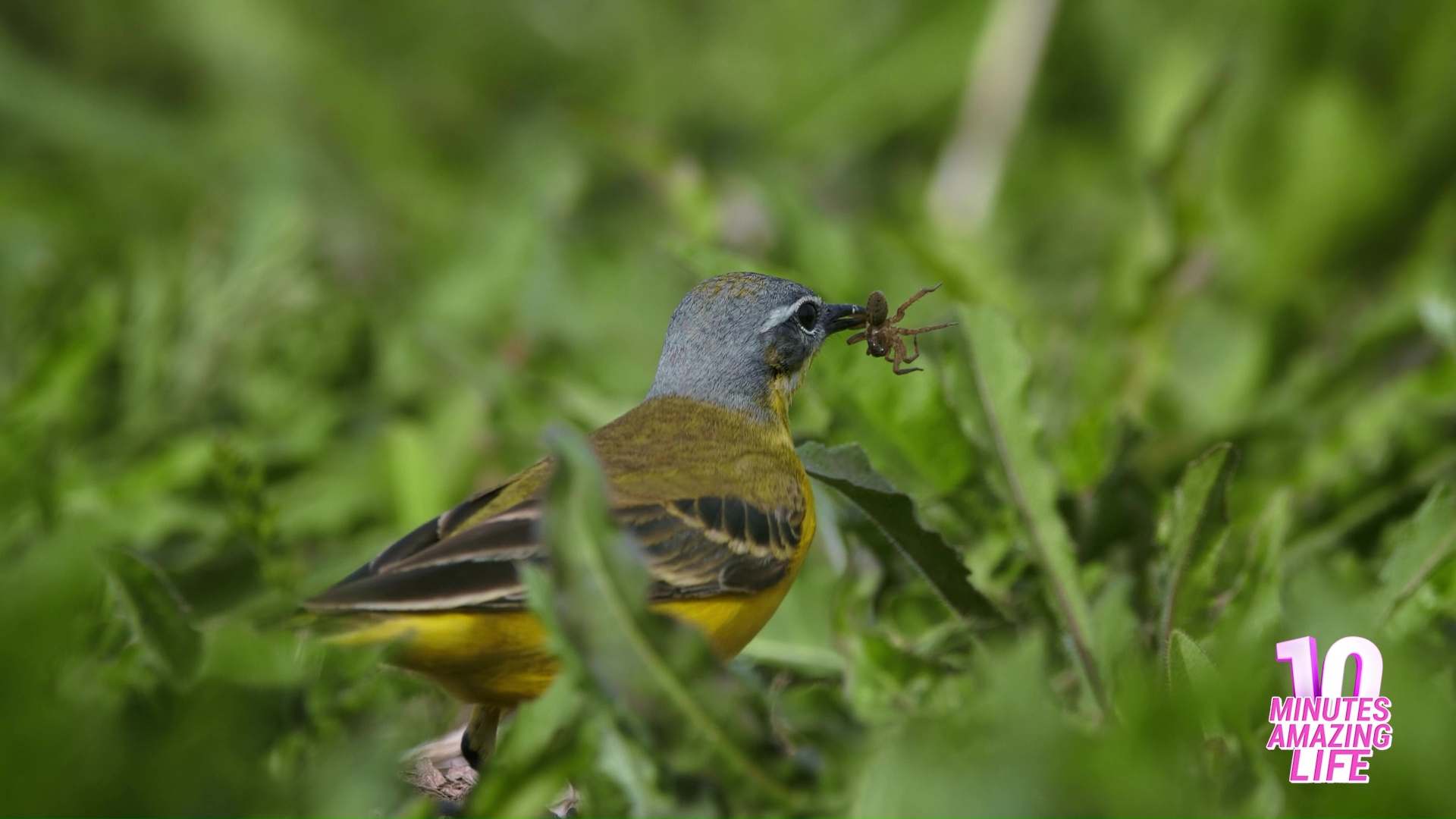 Western yellow wagtail exploring grasslands while carrying fresh prey