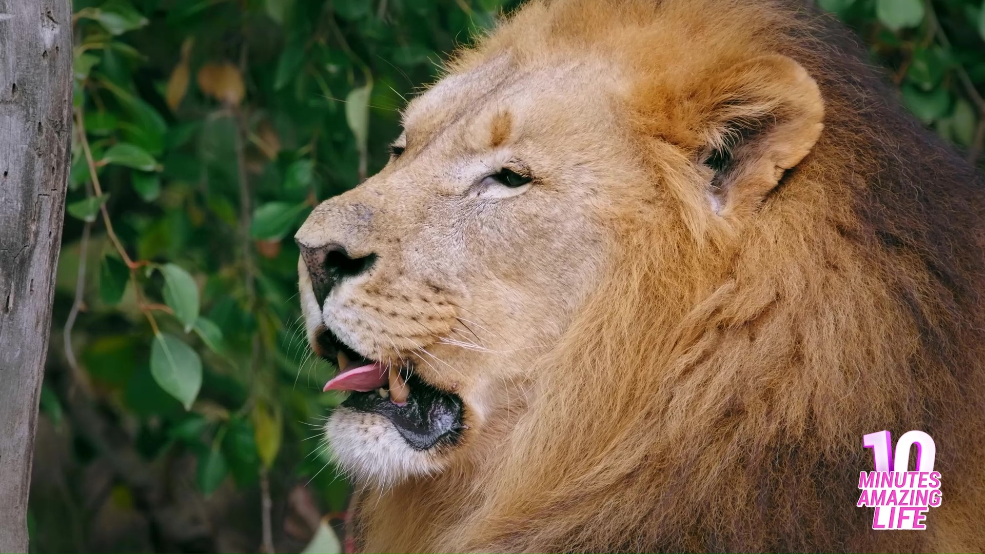 How African lions stay relaxed yet alert in nature