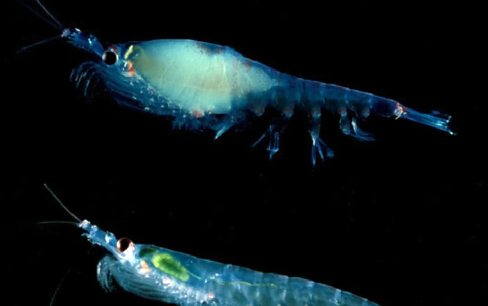 Krill oil or fish oil for your omega-3 boost
