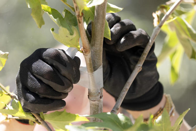 Inspired by Jane Goodall, students build nurseries to reforest LA.'s ...
