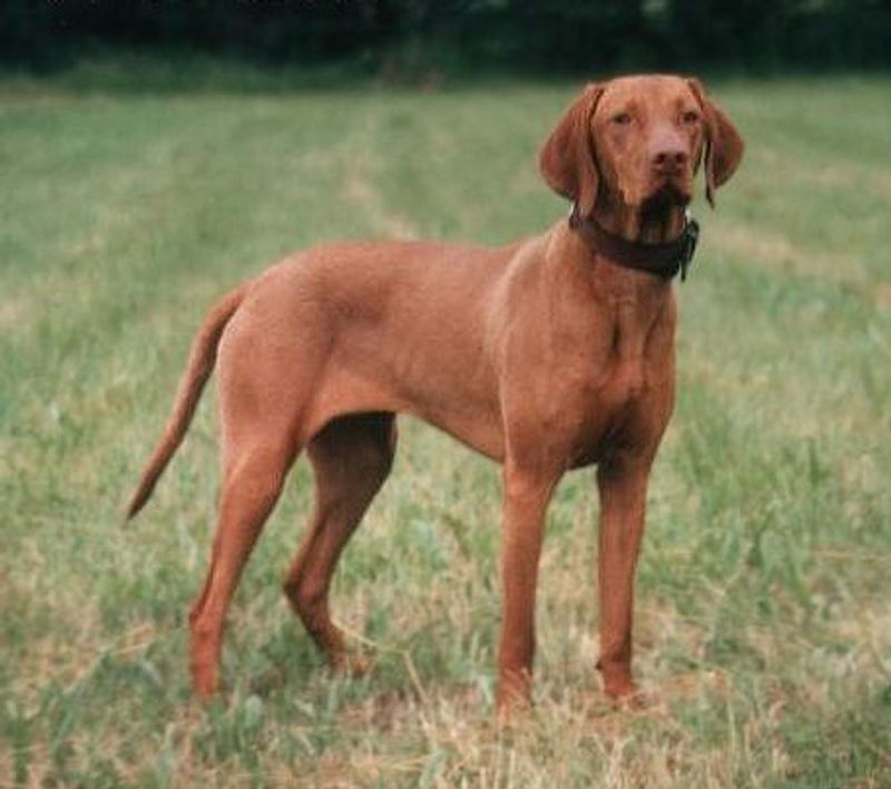 11 adventure-loving dog breeds built for people who hate staying indoors