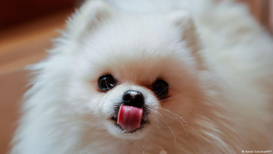 Dogs get a taste of French flair in new Parisian cafe trend