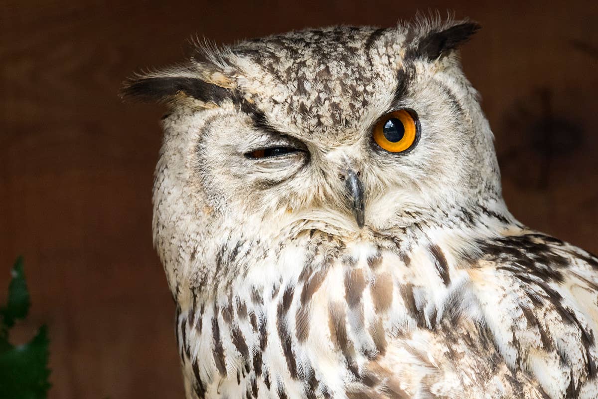 If an owl visits your home, here’s what it could mean