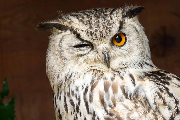 If an owl visits your home, here’s what it could mean