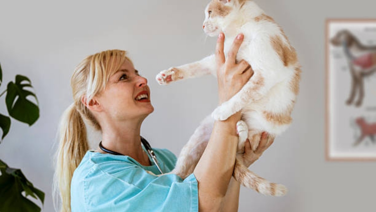 Is your cat truly protected? These are the vaccines that could save its ...