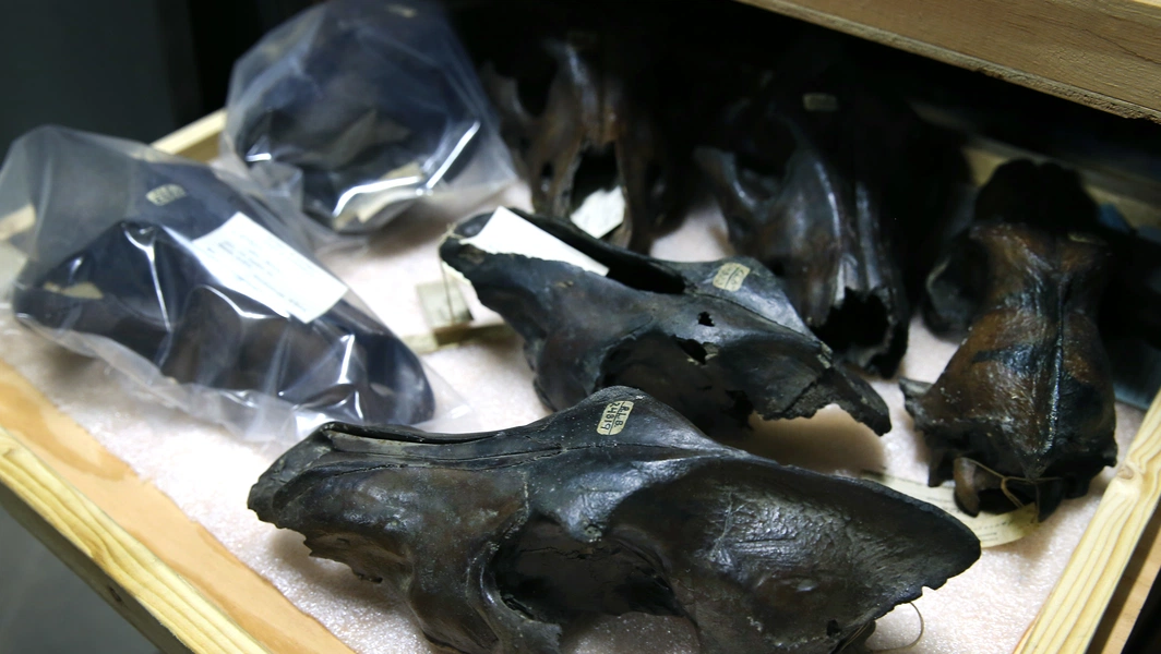Dire wolves were more than big wolves