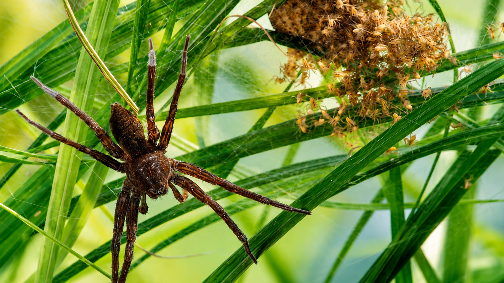 Hidden macro camera captures a giant spider guarding hundreds of babies