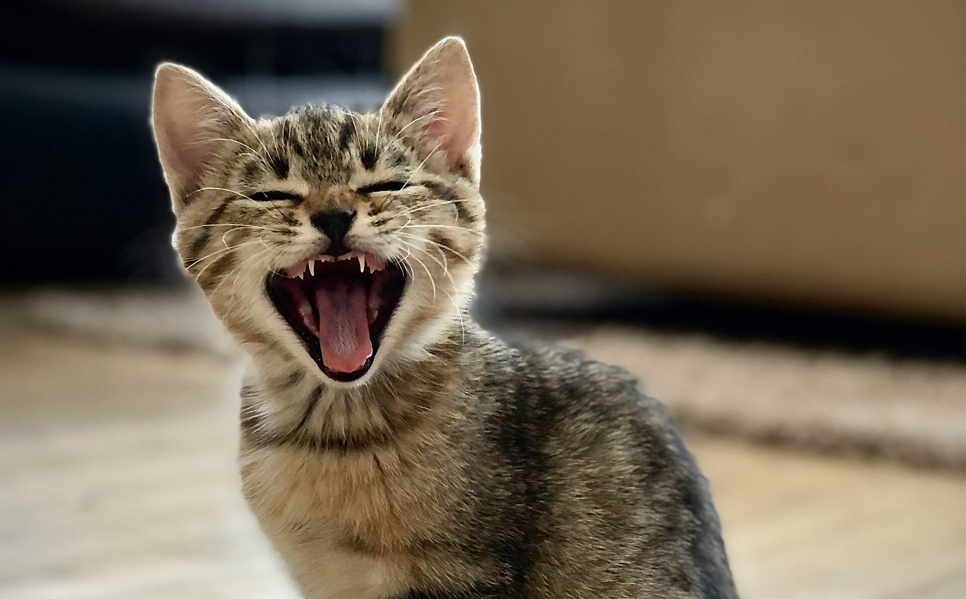 These 10 simple things make cats instantly happy — and most owners ...