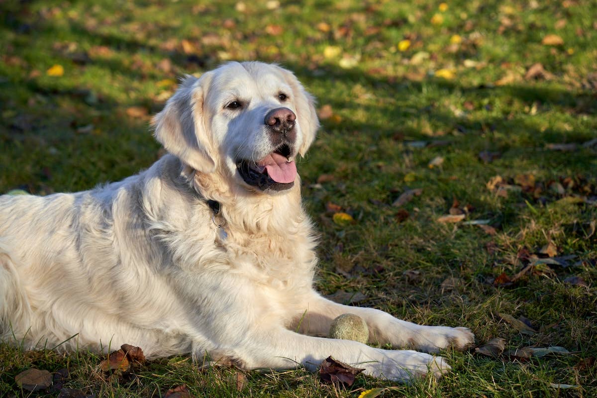 Beloved bat dog Layla retires after 13 years, leaving baseball fans ...