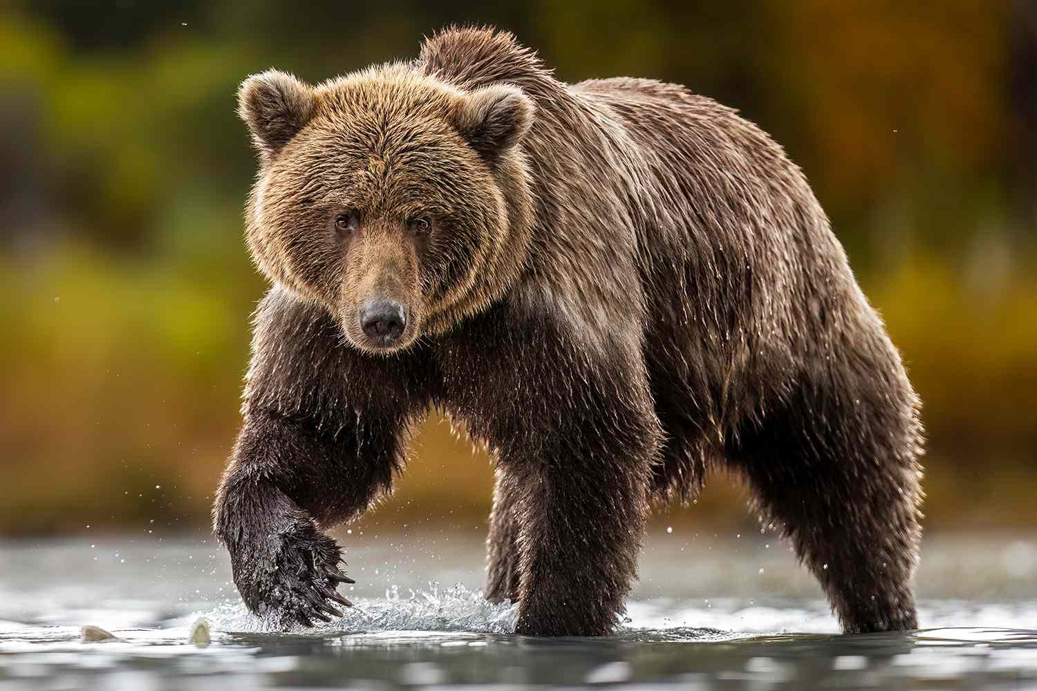 National Park Service shares dire warning about bears after multiple ...
