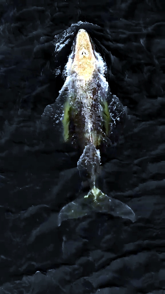 Humpback whale captured in Beauly Firth